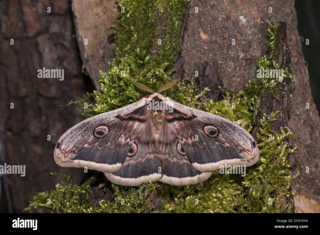 Saturnia pyri, giant peacock moth, male Stock Photo - Alamy