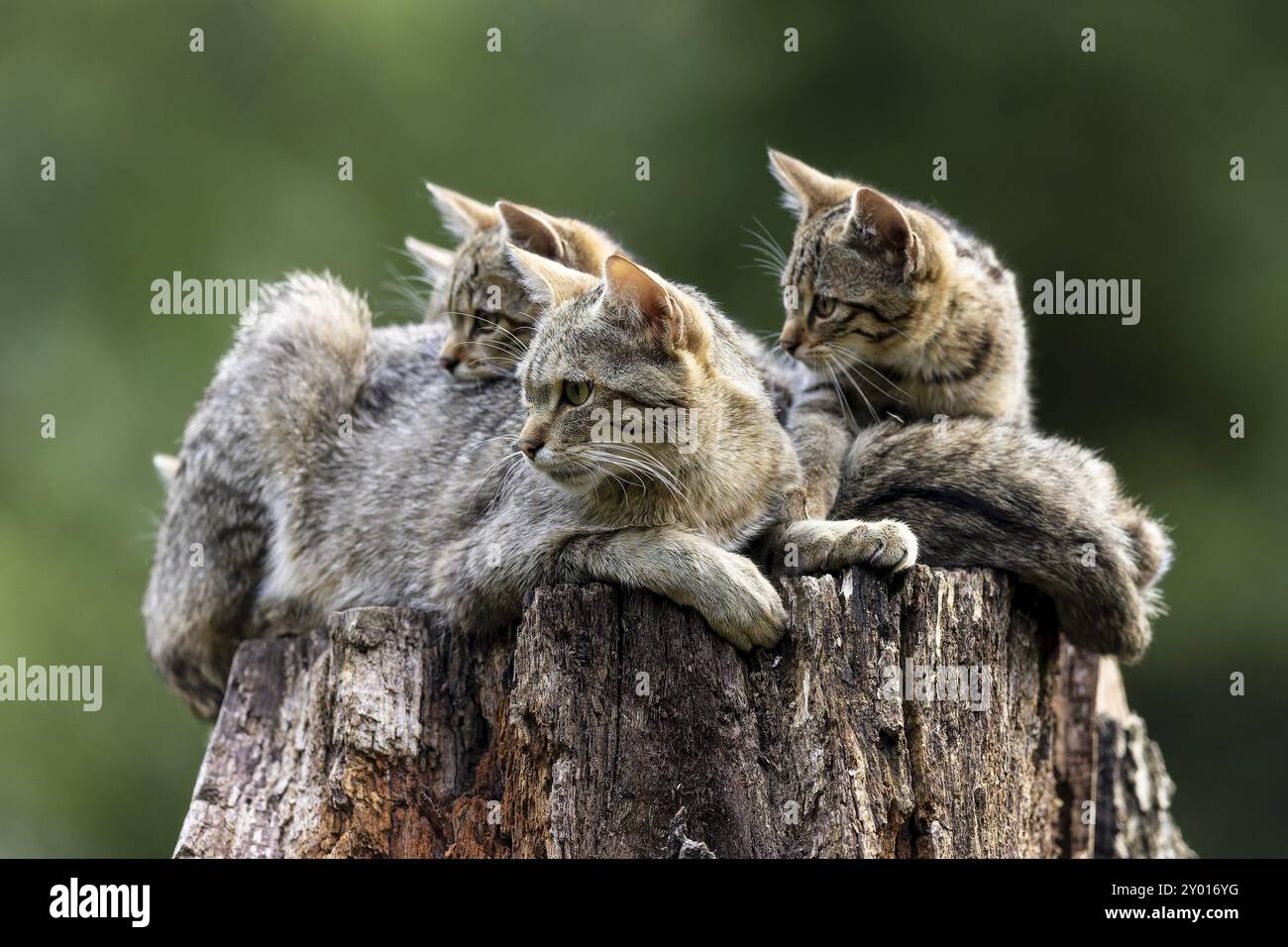 Three cats lying relaxed on a tree trunk in the forest and observing ...