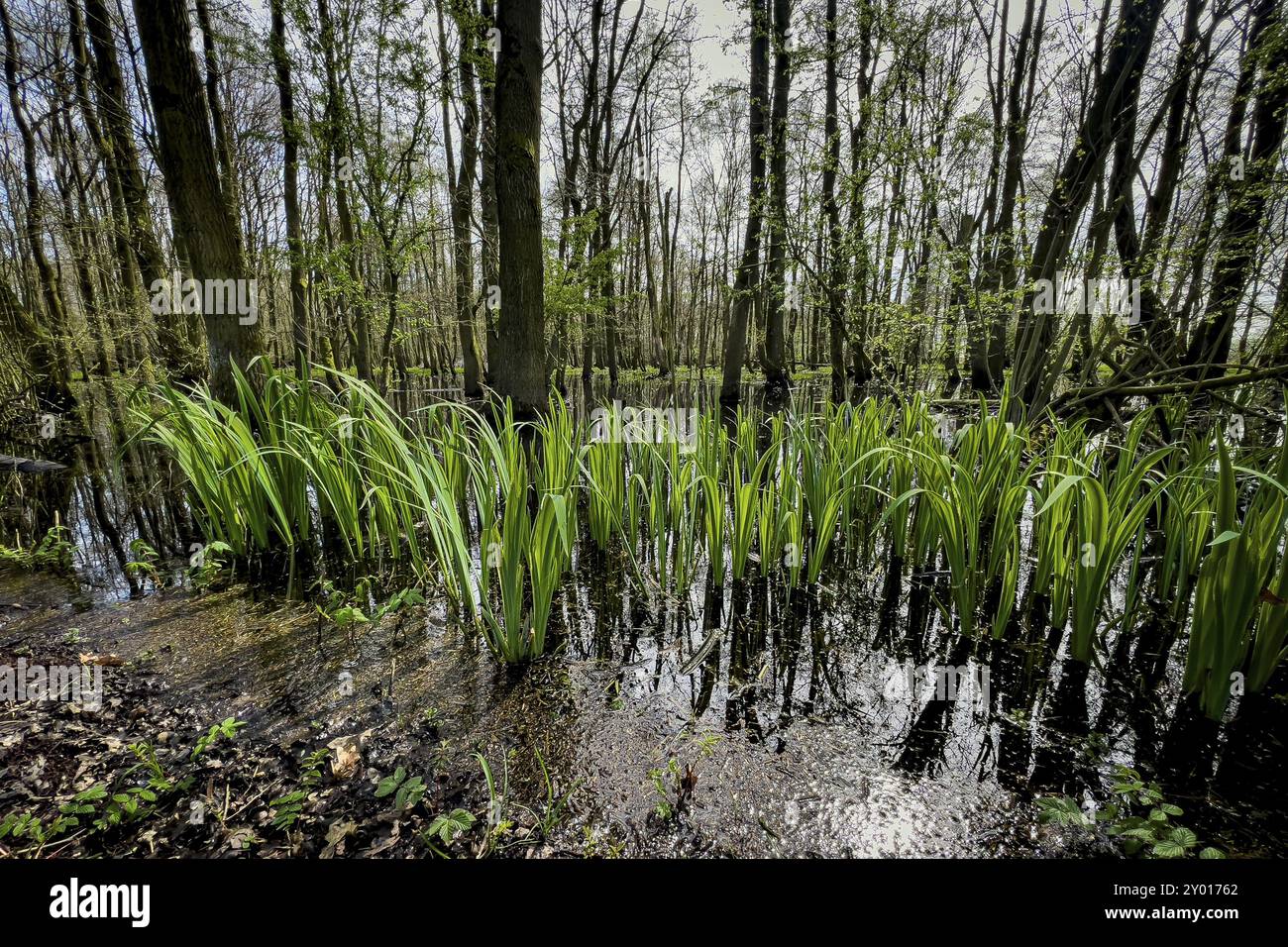 Ochsenmoor nature reserve, flooded, water, flood, climate, climate ...