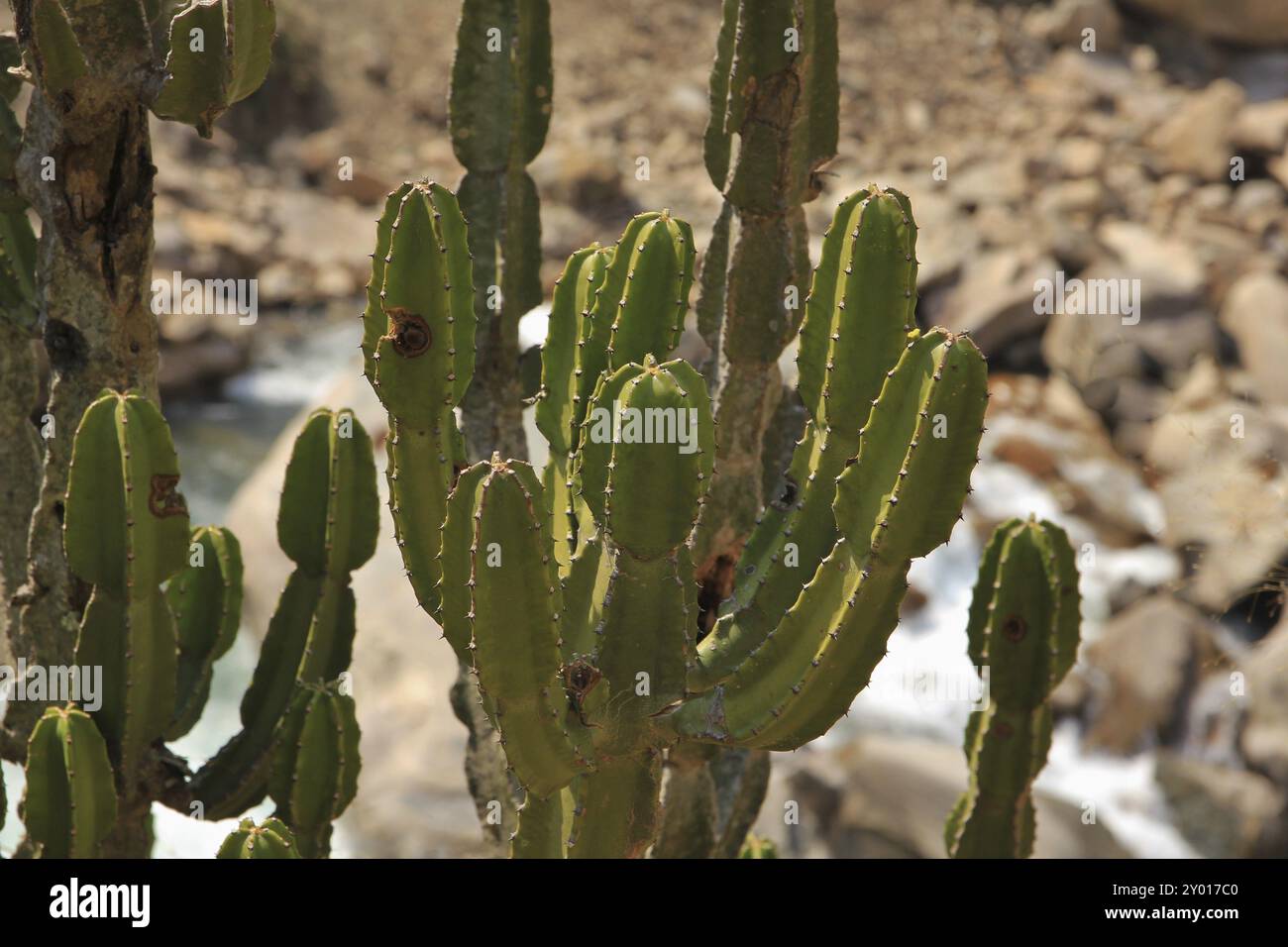 Branches of a cactus growing near Shyaphru Besi, Langtang National Park ...