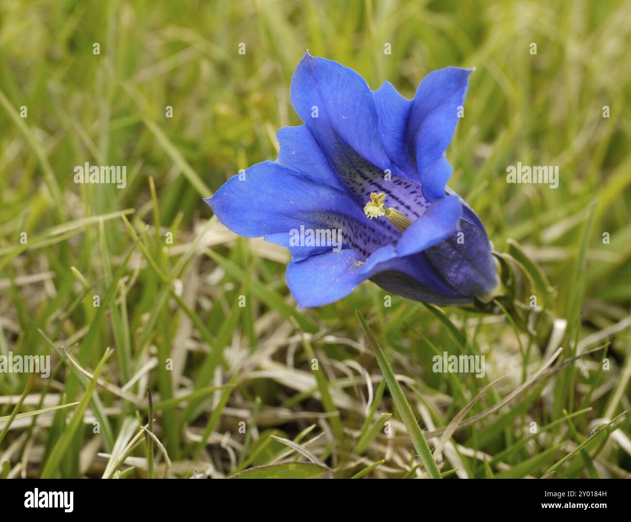 Gentian ridge hi-res stock photography and images - Alamy