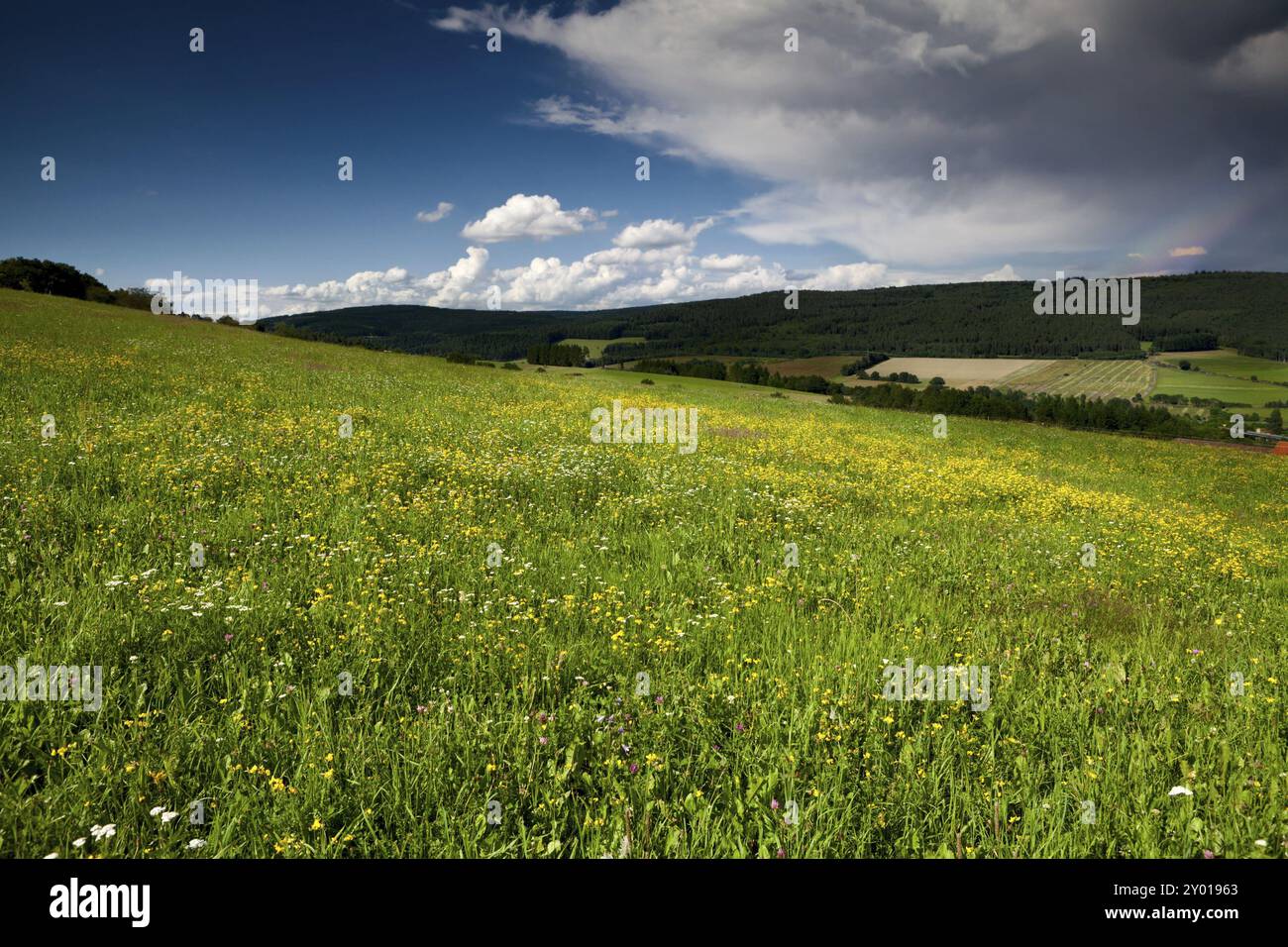 Flowering summer meadows in mountains before rain and rainbow Stock ...