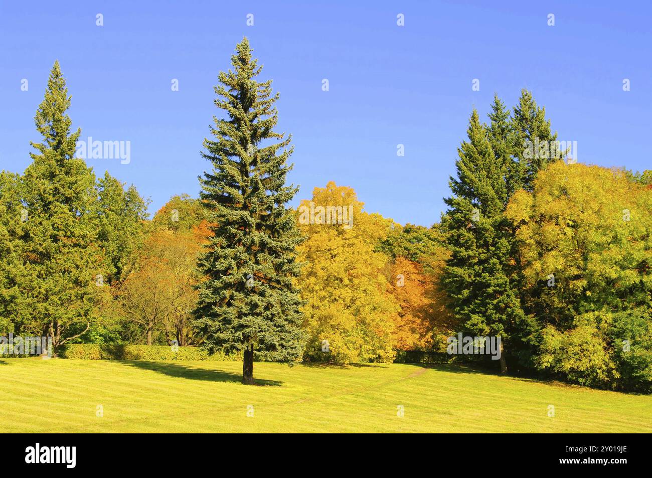 Autumn maples spruce trees hi-res stock photography and images - Alamy
