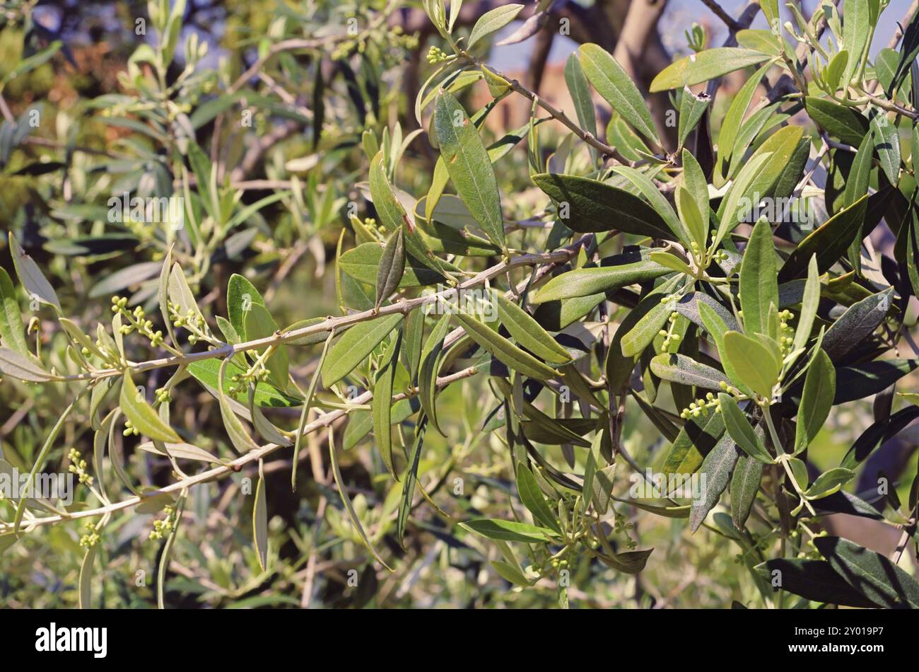 Olive tree blossom, Olive tree blossom 03 Stock Photo - Alamy