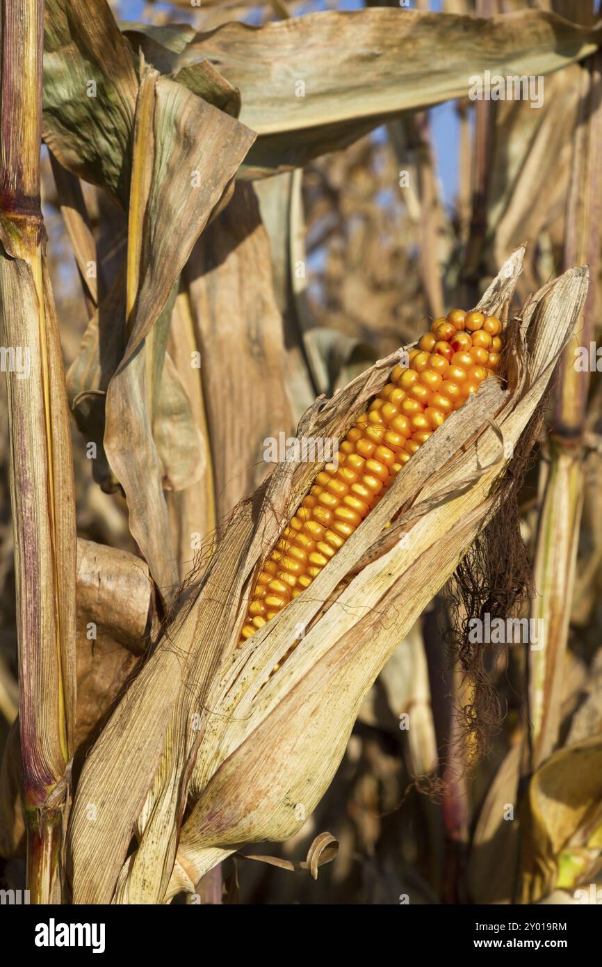 Maize cobs in the maize field in front of the harvest Stock Photo - Alamy