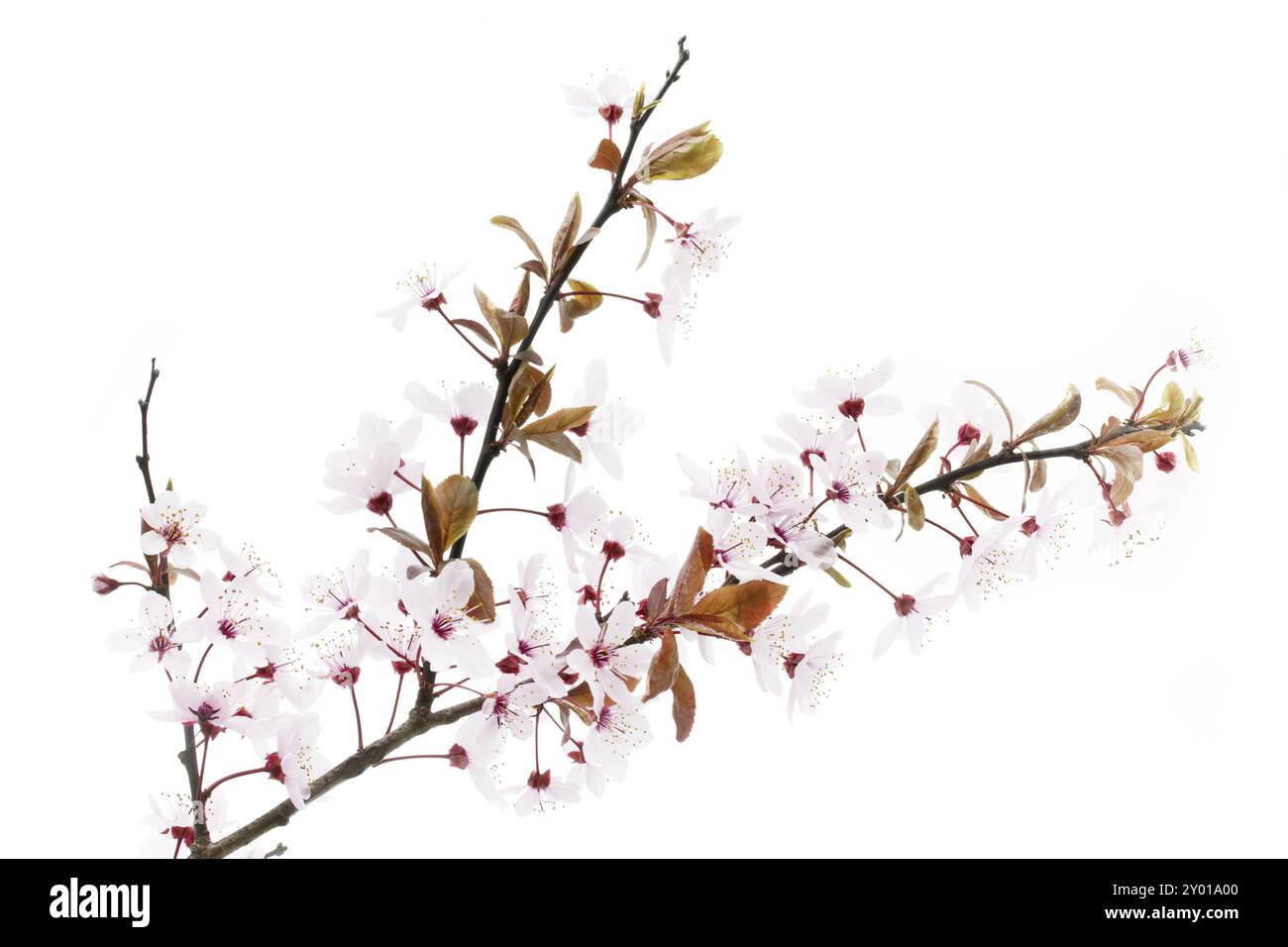 Blossom of the purple-leaf plum (Prunus cerasifera nigra Stock Photo ...
