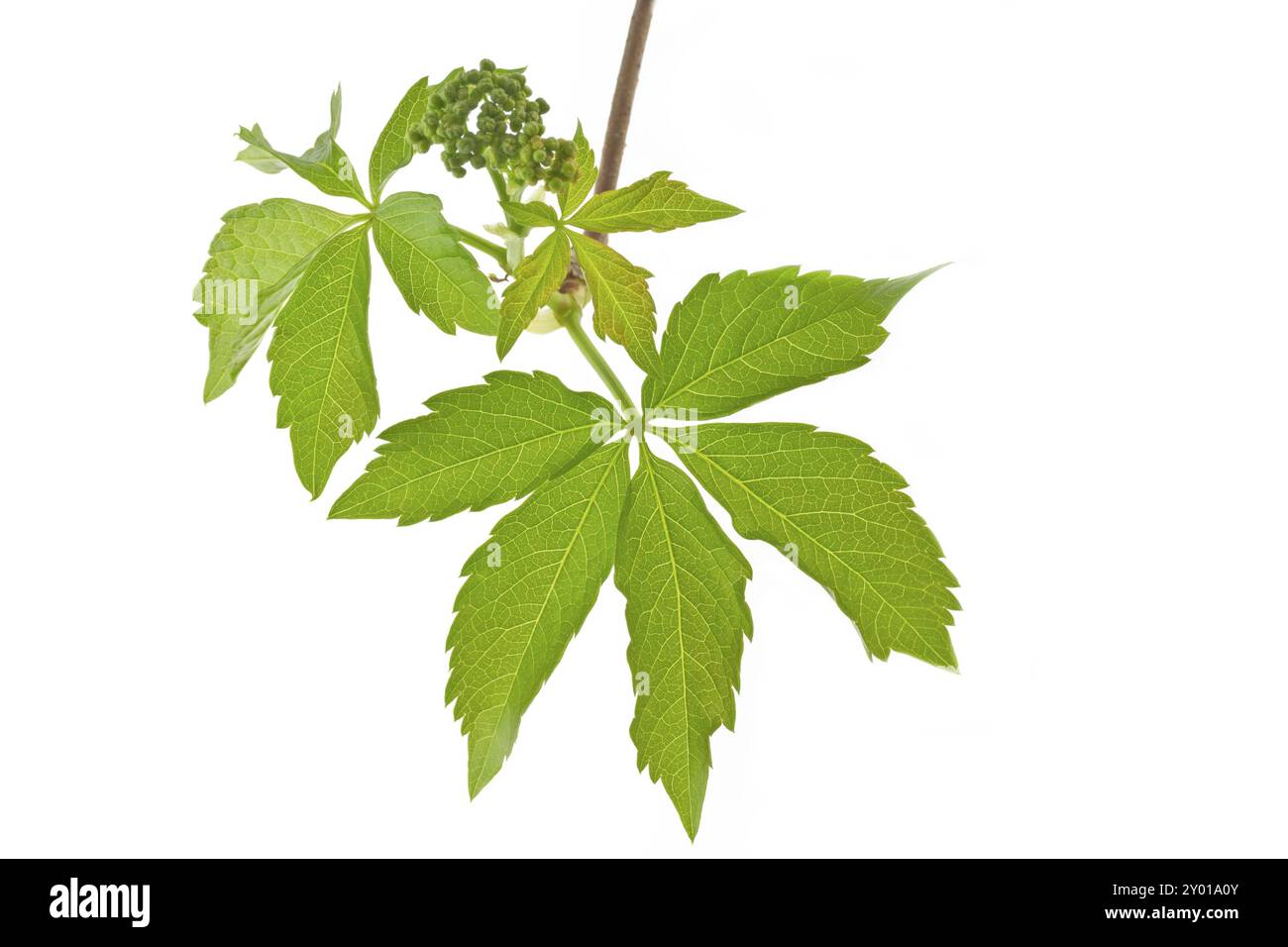 Wild vine in spring (Parthenocissus tricuspidata Stock Photo - Alamy