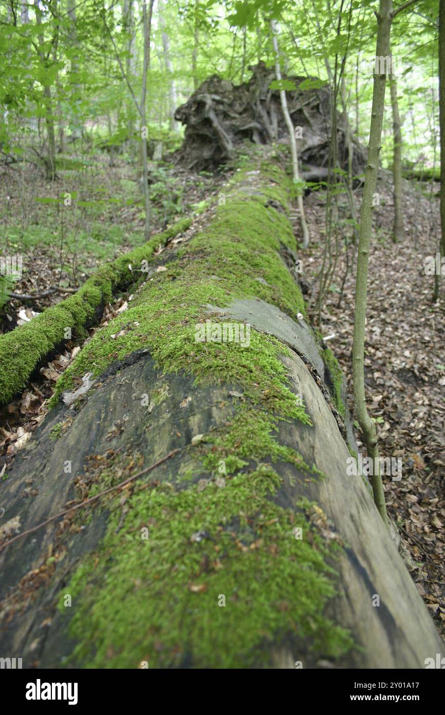 Fallen giant tree Stock Photo - Alamy