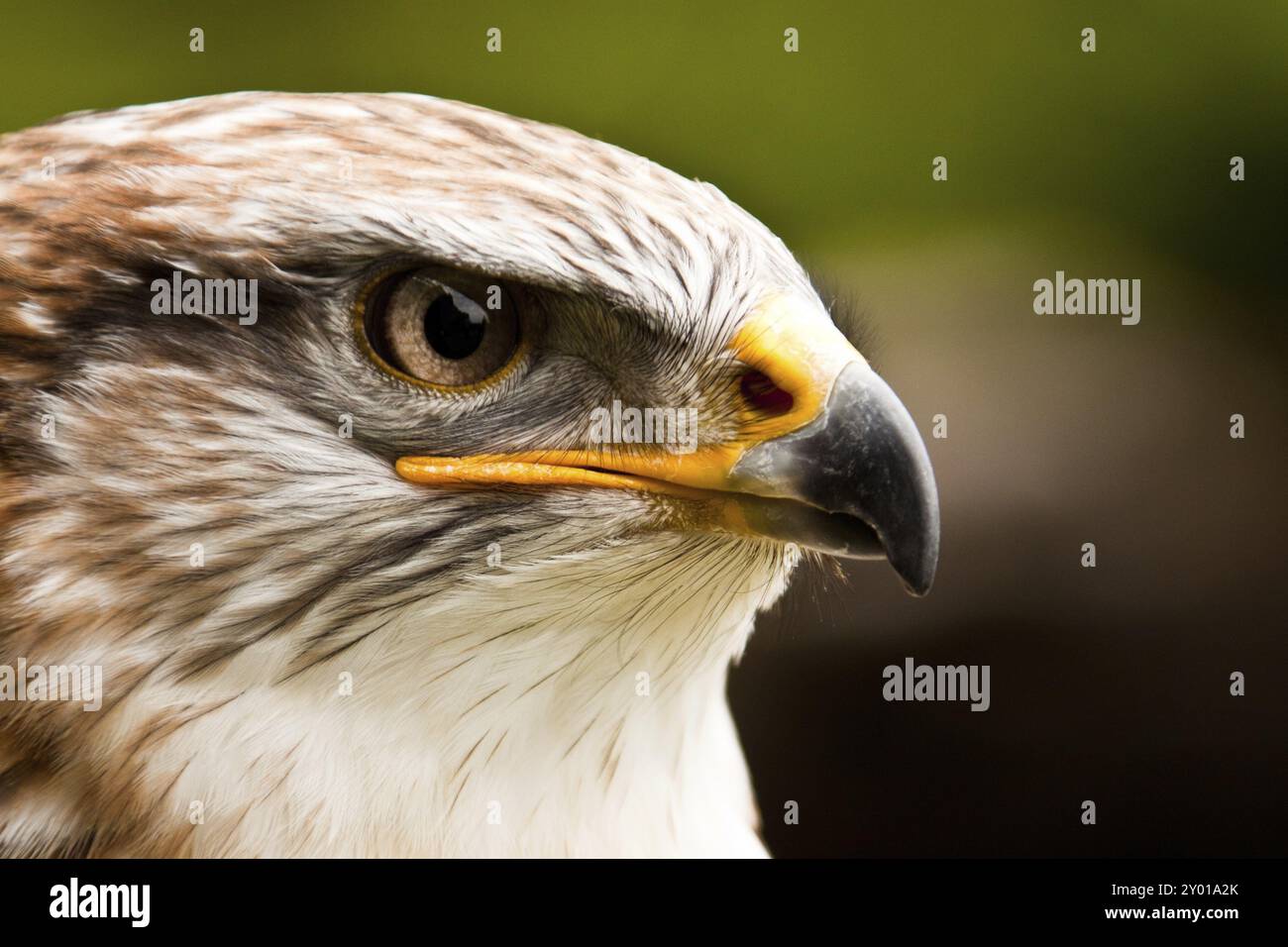 Ferruginous buzzard hi-res stock photography and images - Alamy