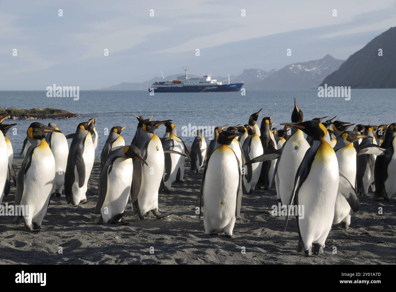 A large group of King Penguins in front of m/v Plancius, Gold Harbour ...