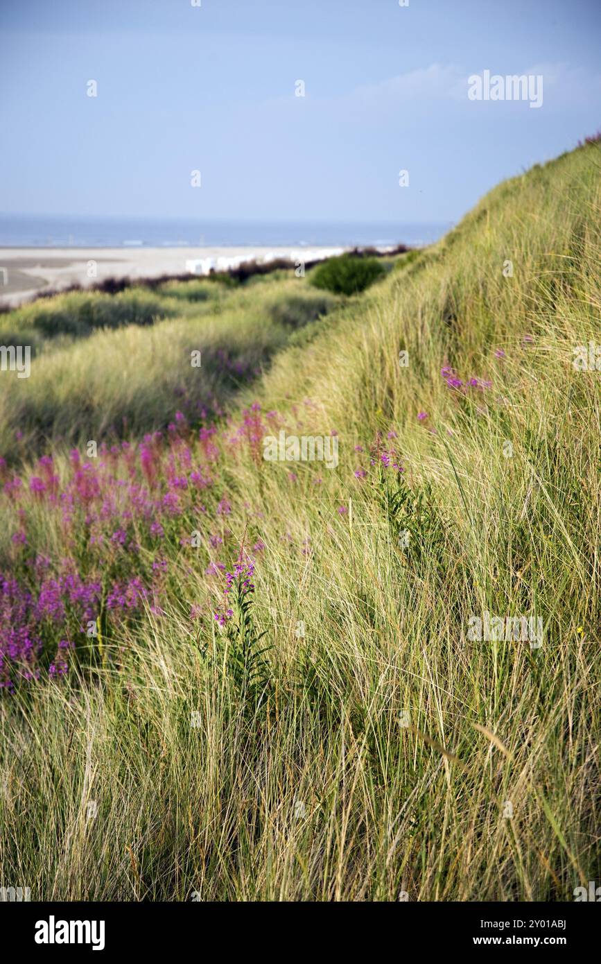 Dunes @ the german coast Stock Photo - Alamy