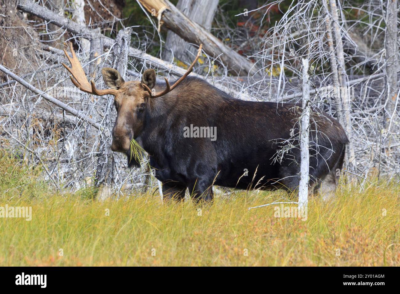 Bull moose in Algonquin Provincial Park in Canada Stock Photo - Alamy