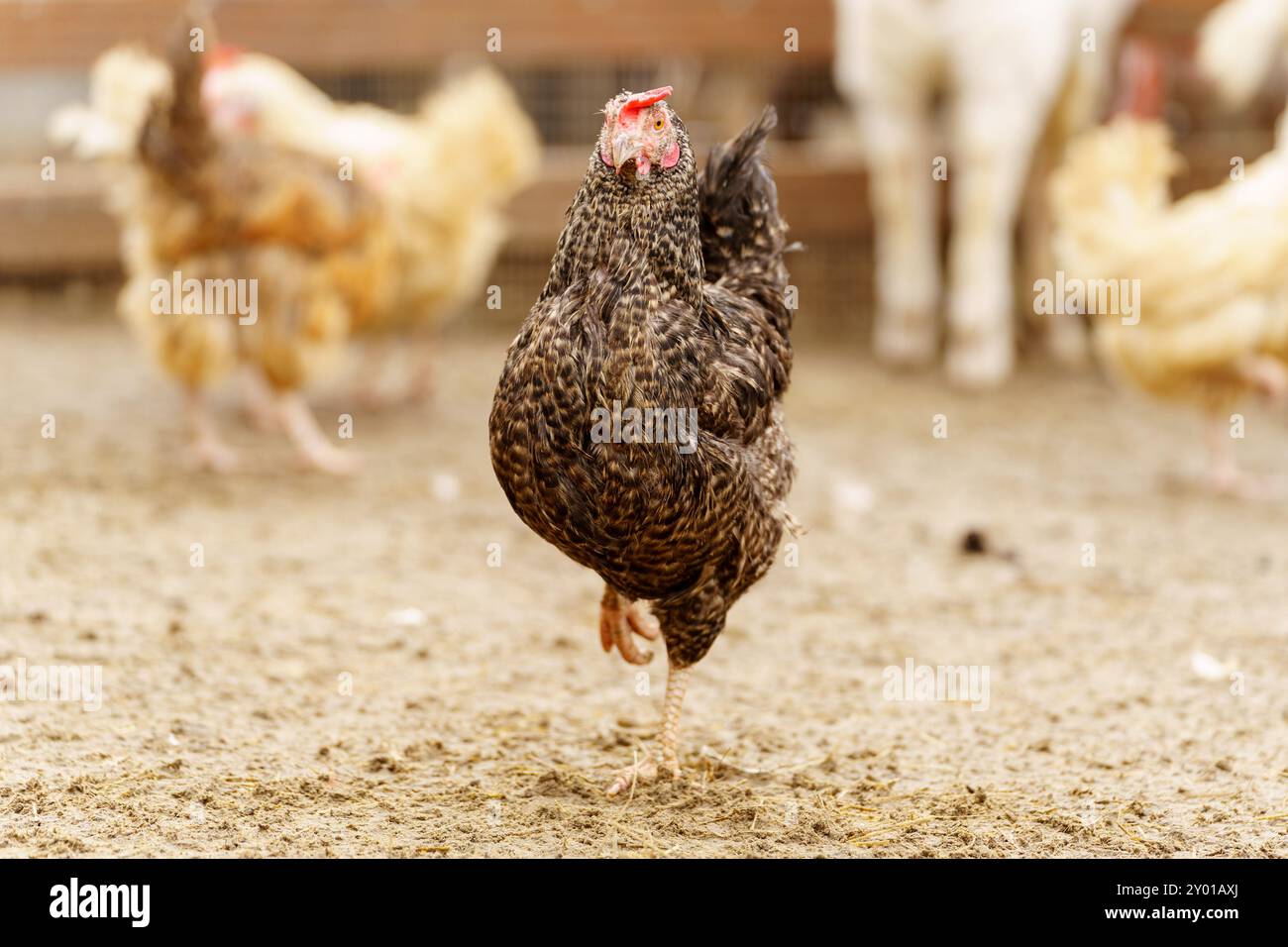 Group of chickens standing in a row, each clucking and pecking at the ...