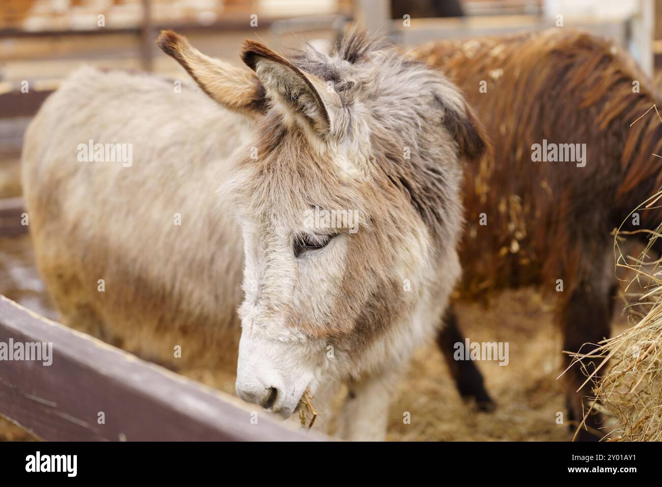 Donkey standing together on a mound of golden hay, munching on the ...