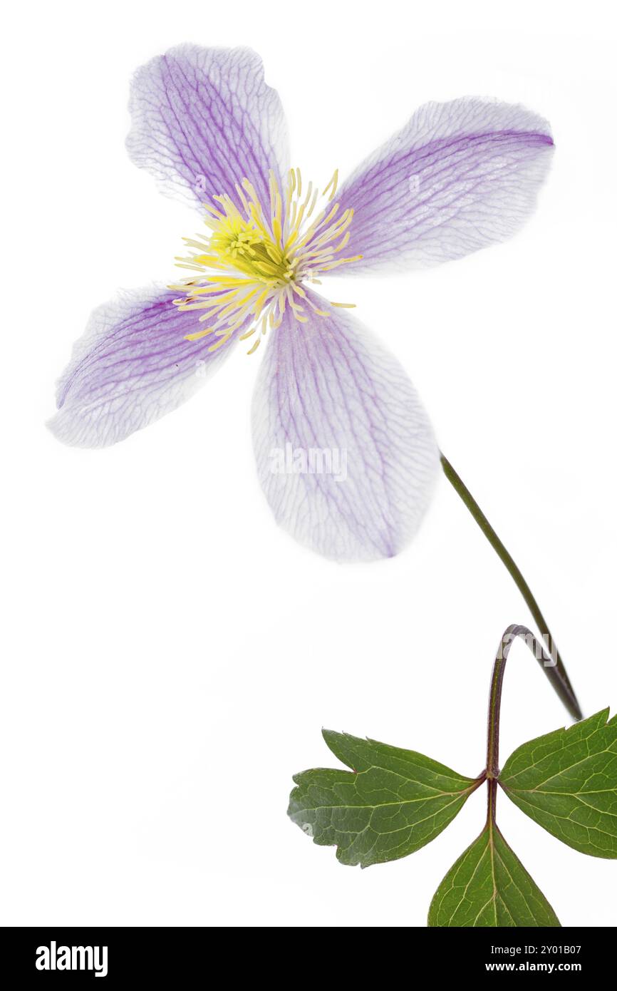 Climbing clematis flowers Cut Out Stock Images & Pictures - Alamy