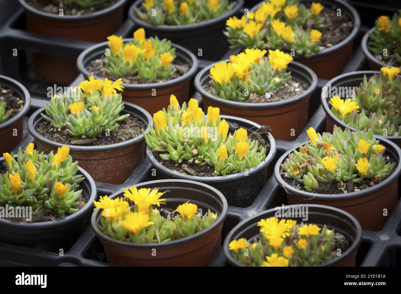 Midday flower (Delosperma congestum) in pots Stock Photo - Alamy