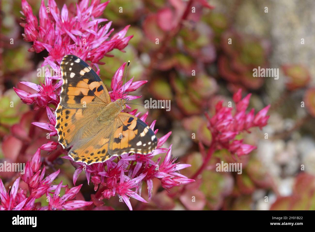 Thistle butterfly on stonecrop, Vanessa cardui, Cynthia cardui Stock ...