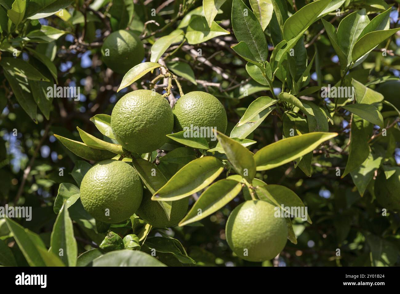 Green limes on a tree in Greece Stock Photo - Alamy