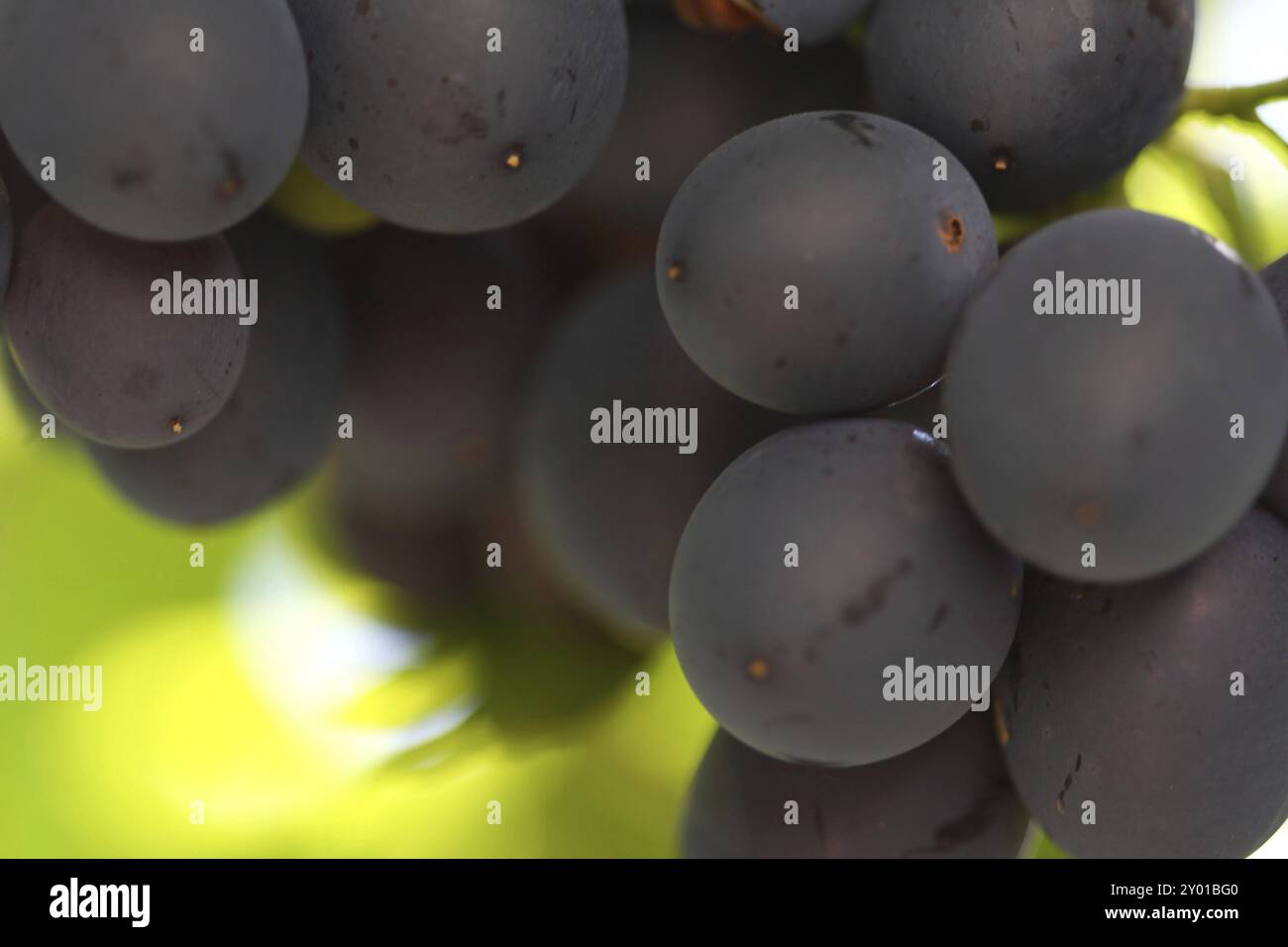 Grape shot gun hi-res stock photography and images - Alamy