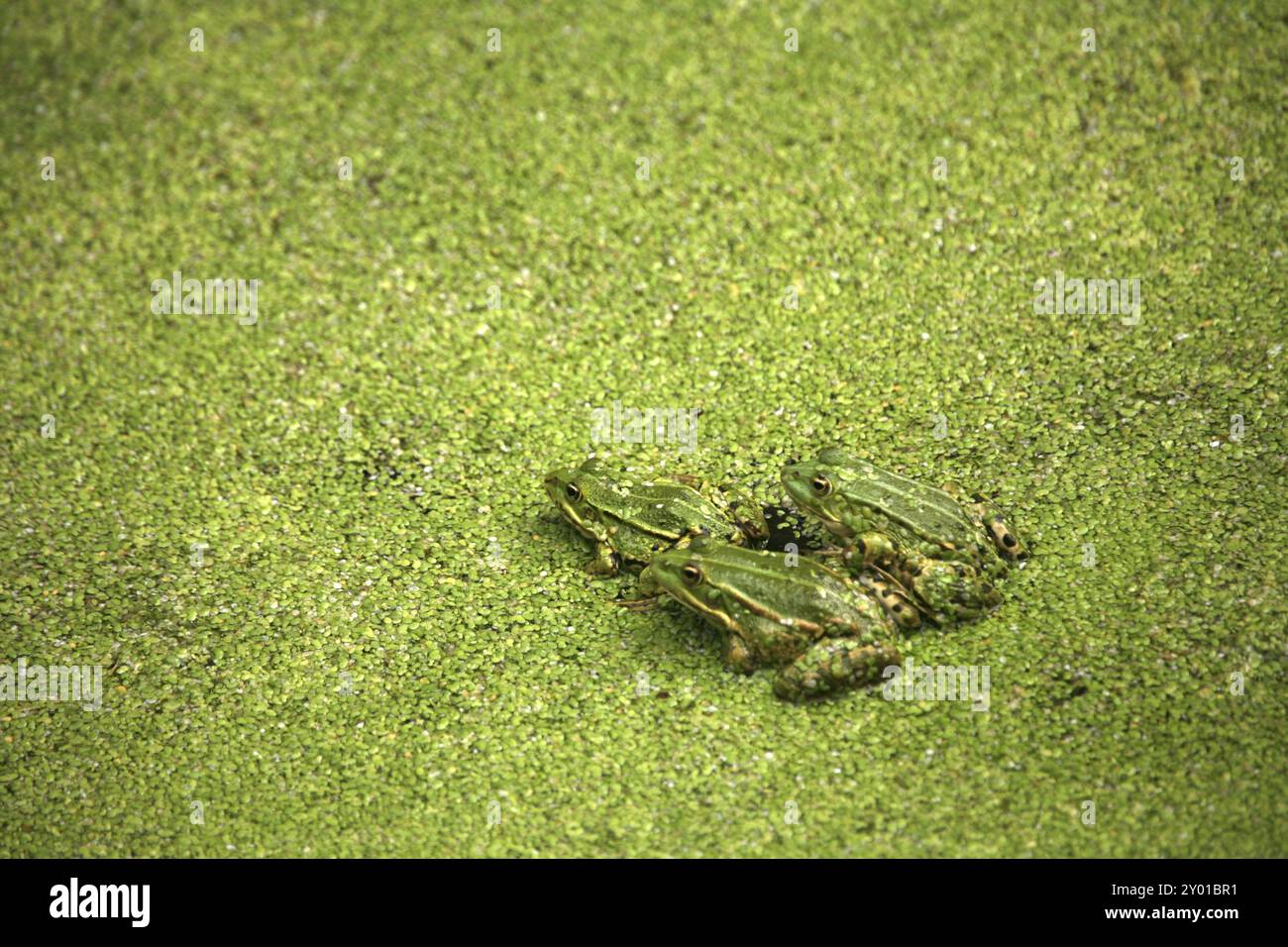 Common duckweed plants hi-res stock photography and images - Alamy