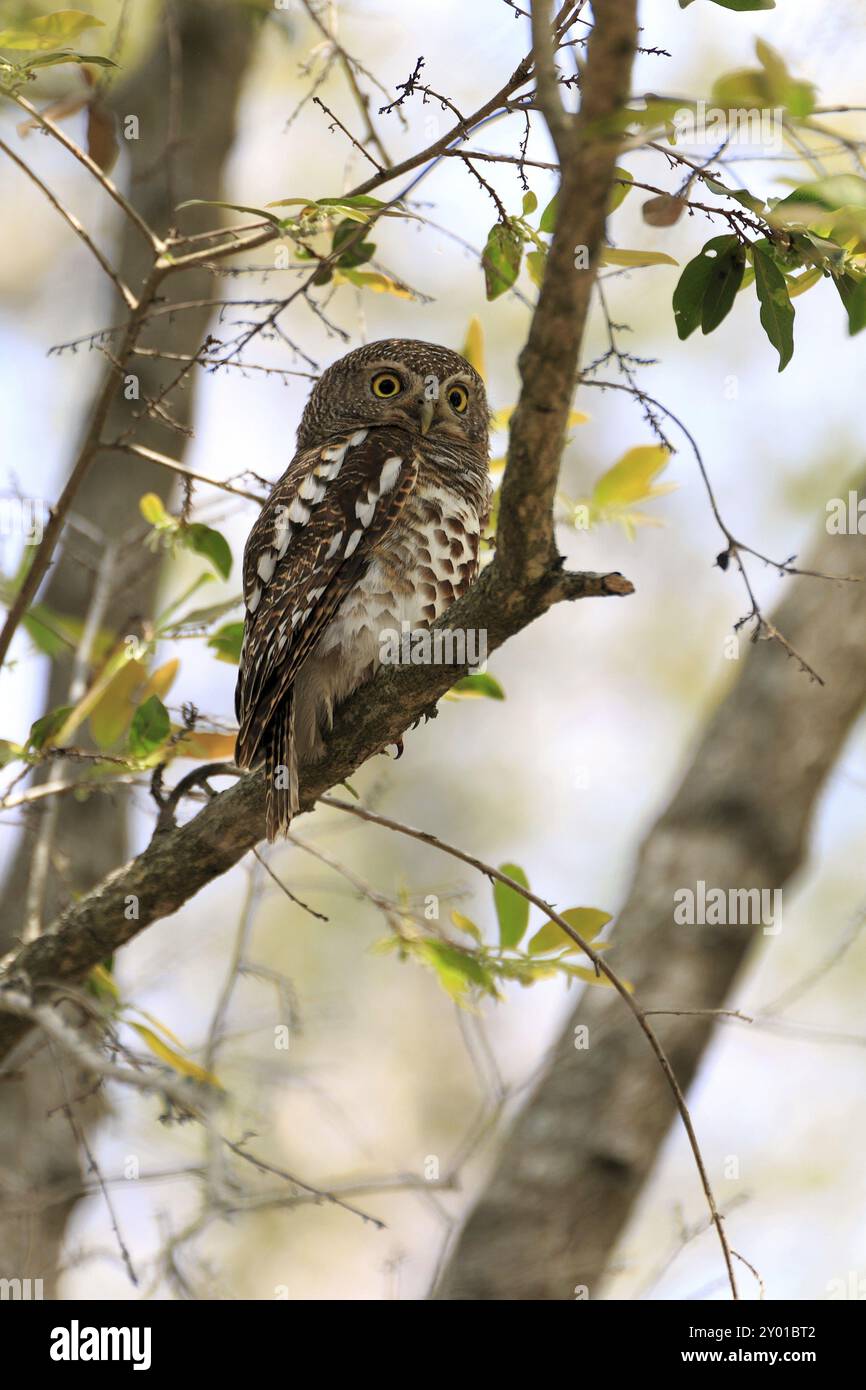 Cape pygmy owl Stock Photo - Alamy