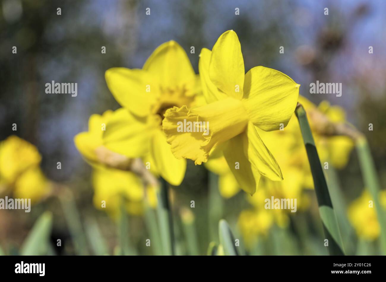 Easter bell, daffodil 24 Stock Photo - Alamy