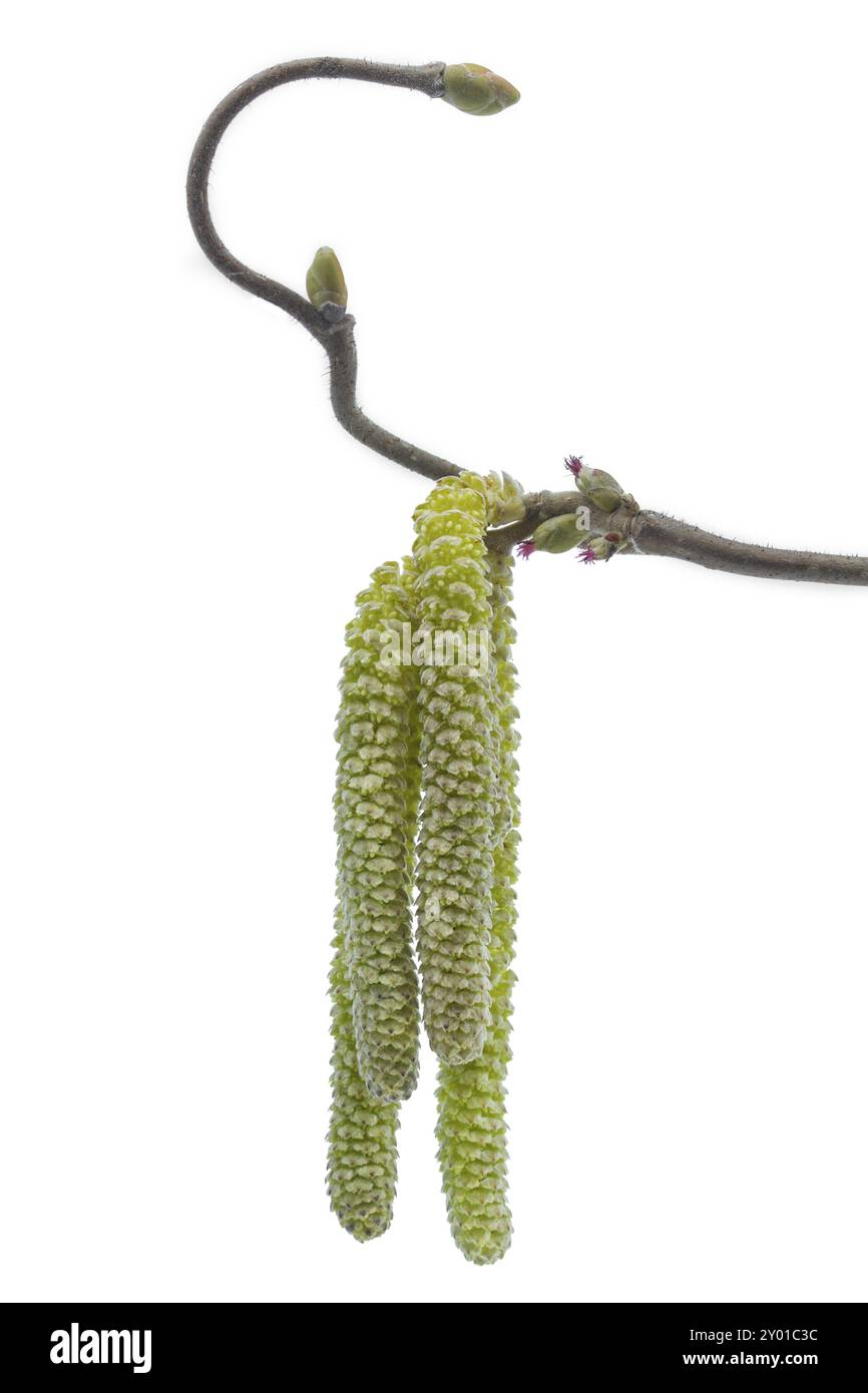 Corylus avellana contorta isolated hi-res stock photography and images ...