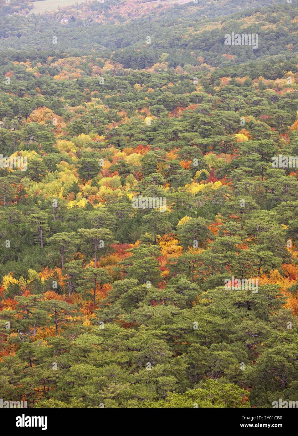 Aerial view of the fall forest Stock Photo - Alamy