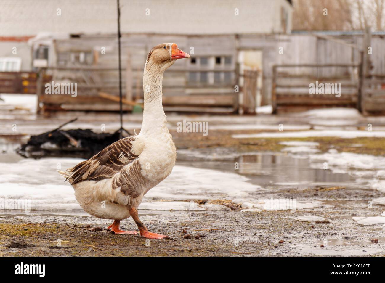 Geese standing proudly on top of a muddy field in a rural farm setting ...