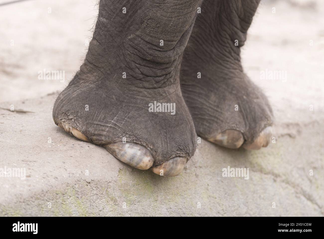Foot of an Asian elephant. Food of an asian elephant Stock Photo - Alamy