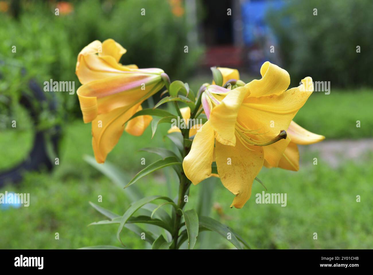 Lilies lilium canadense hi-res stock photography and images - Alamy