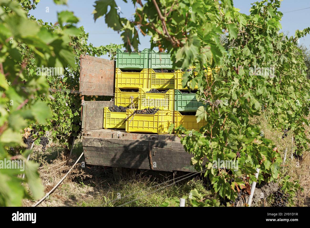 Bunches of grapes in crates loaded on truck in the vineyard during a ...