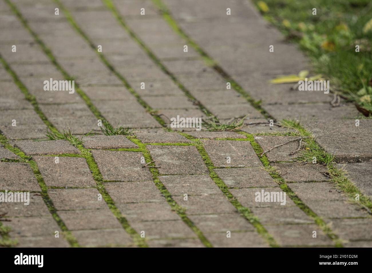 Cobblestones bulging fron a tree root Stock Photo - Alamy