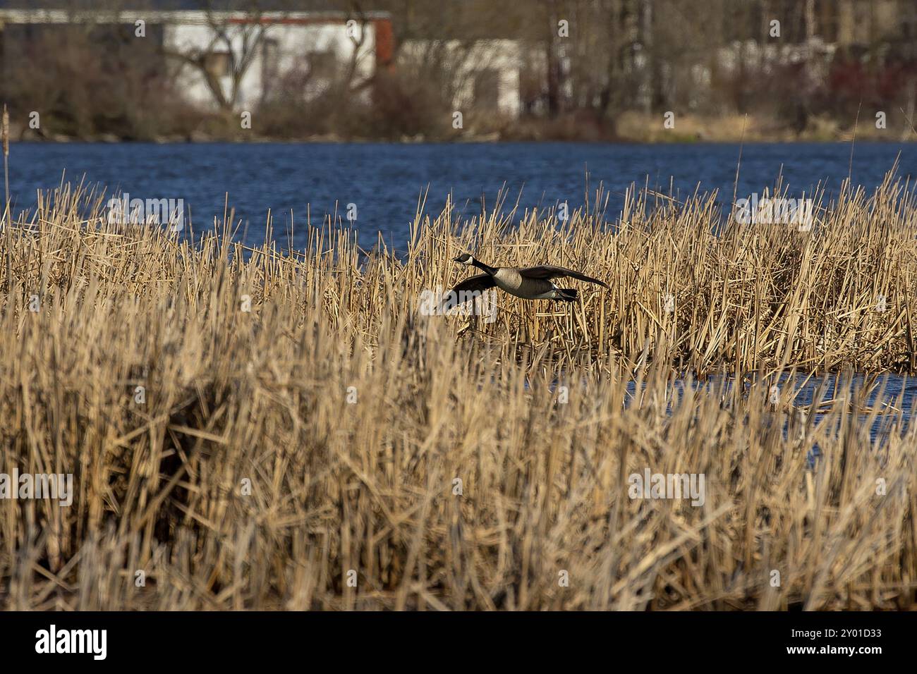 Natural scene from state conservation area in Wisconsin Stock Photo - Alamy