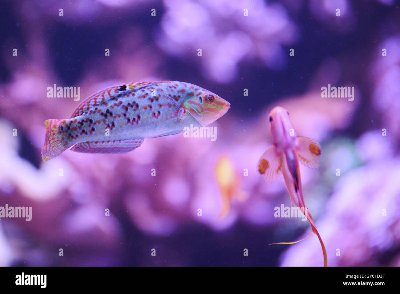 Ray-finned fish (Actinopterygii) swimming in an aquarium, Bavaria ...