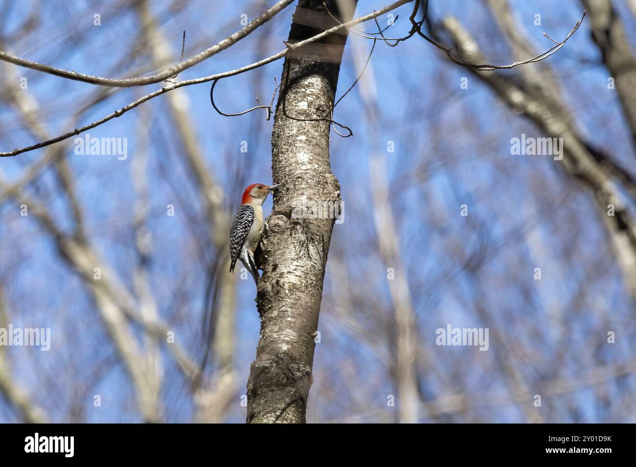 Natural scene from Wisconsin state park Stock Photo - Alamy