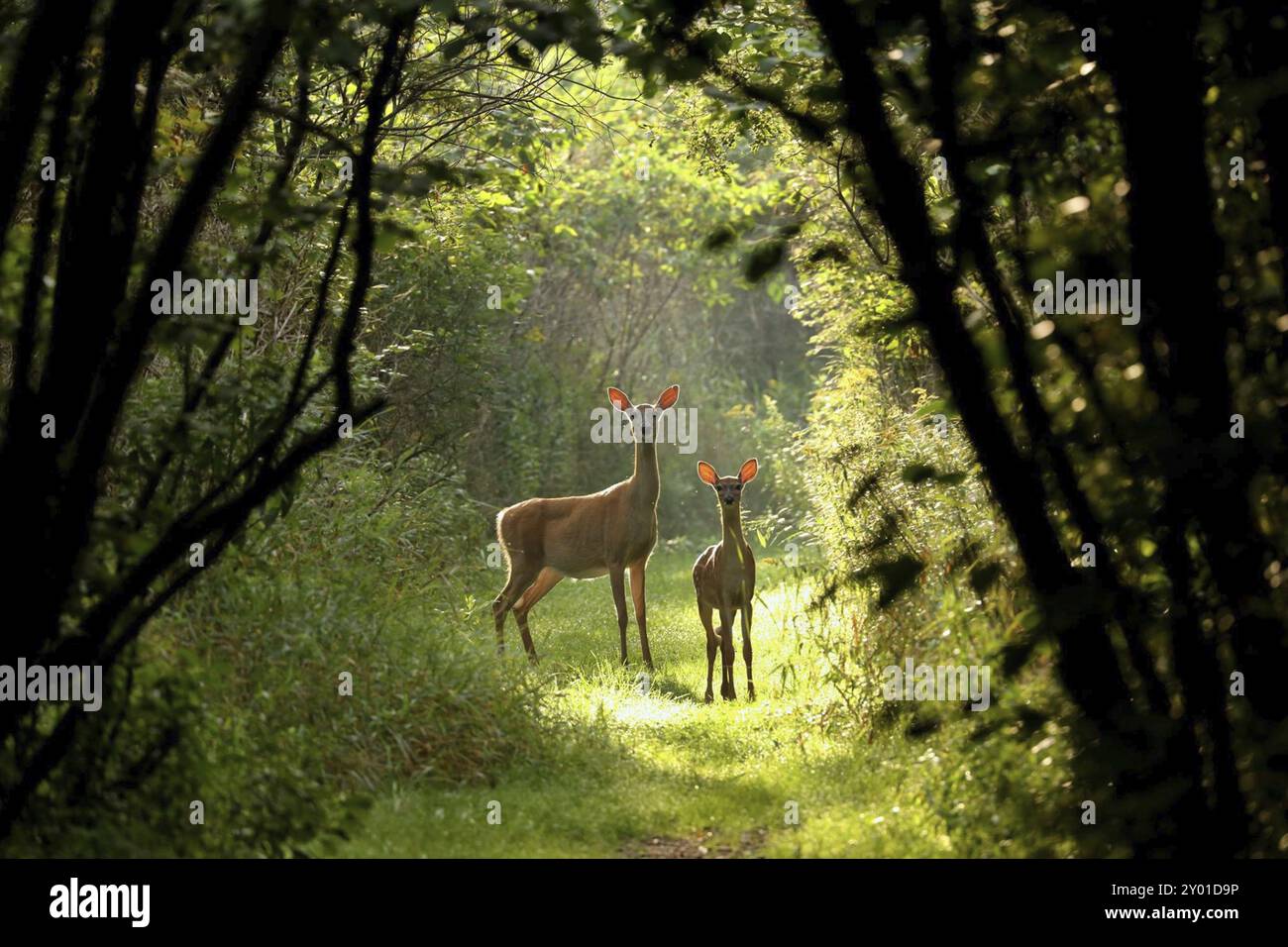White-tailed deer (Odocoileus virginianus), Virginia deer, hind with ...