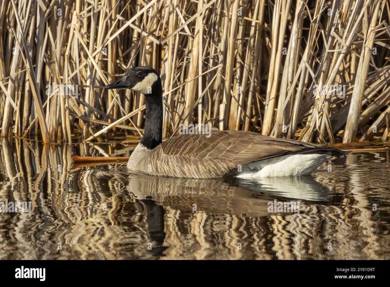 Natural scene from Wisconsin, USA, North America Stock Photo - Alamy