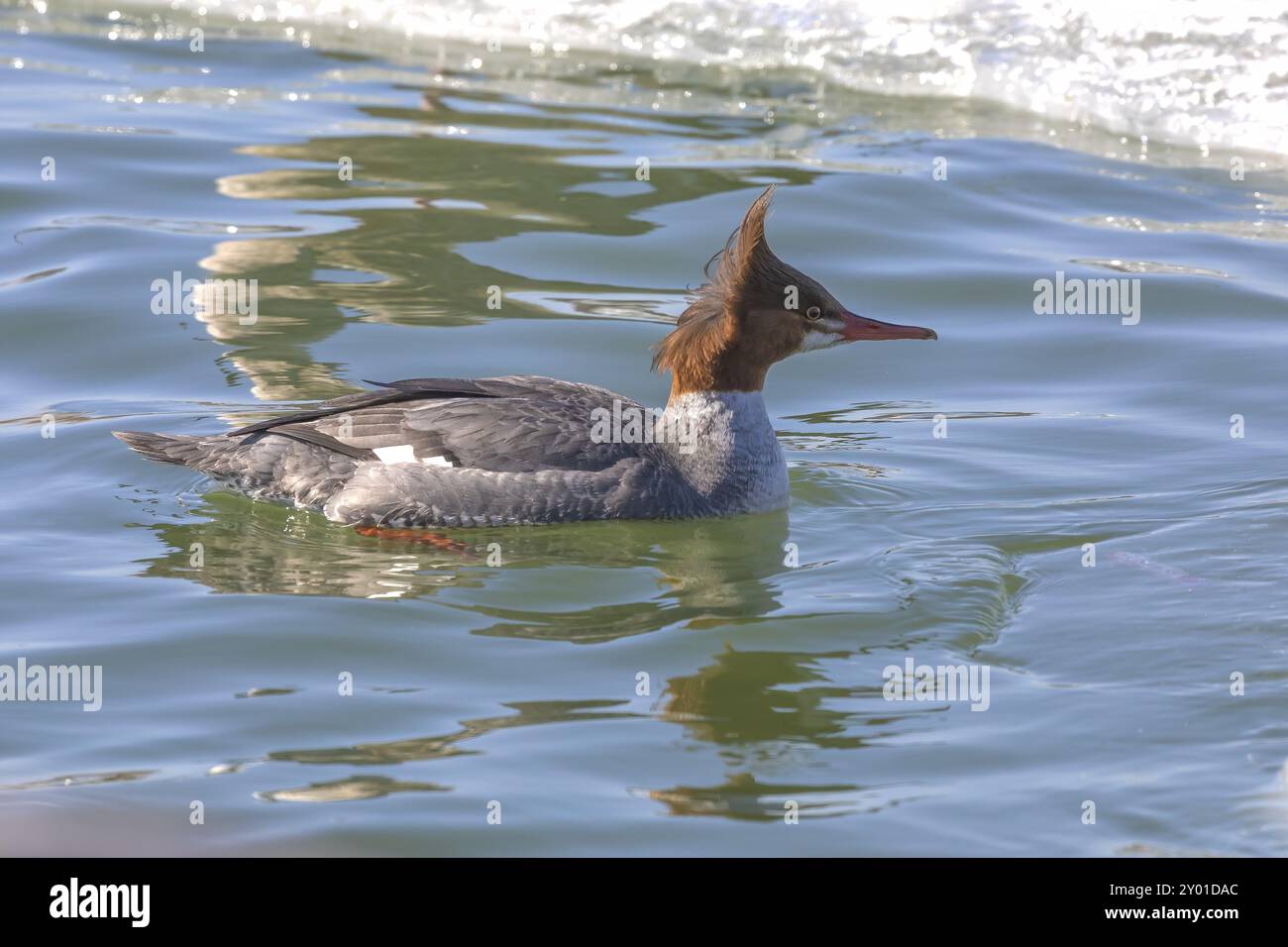 Common merganser (Mergus merganser) hen on a river in Wisconsin during the winter during ...