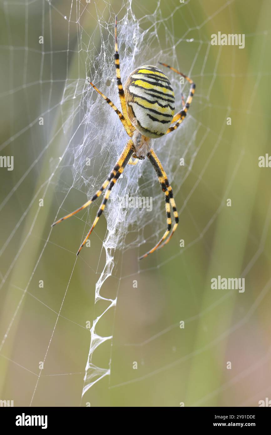 Wasp spider (Argiope bruennichi), also known as zebra spider or tiger spider in a web ...