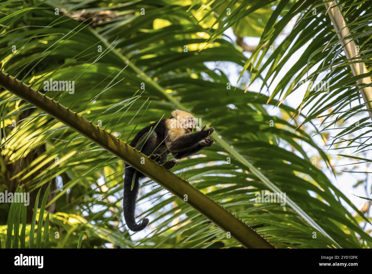 White-headed capuchin (Cebus capucinus) in a palm tree, Osa, Costa Rica ...