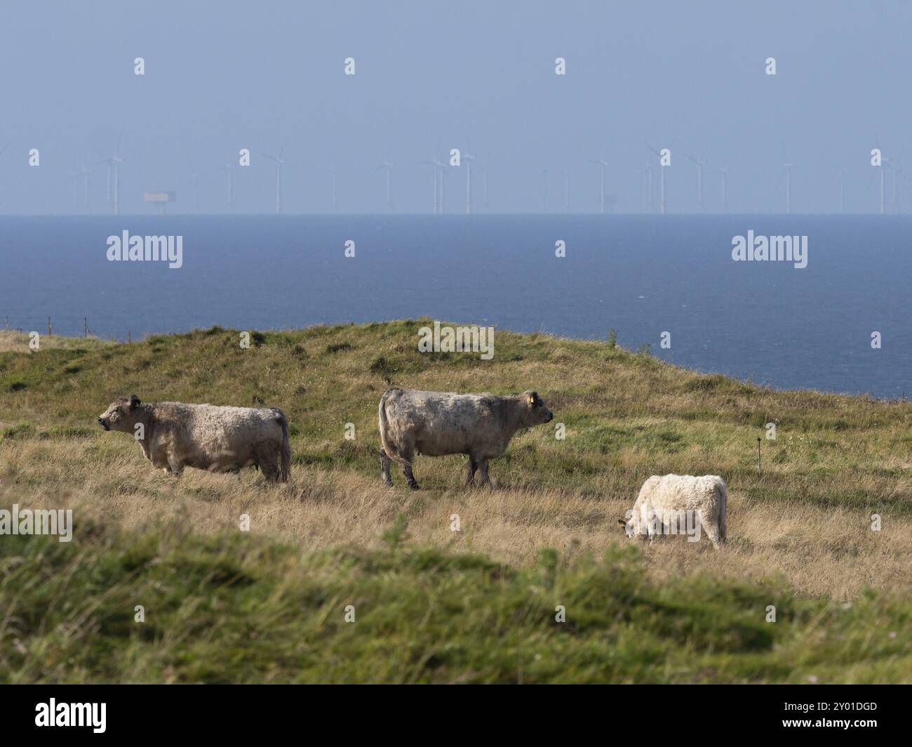 Three Galloway cattle grazing on Heligoland, with an offshore wind farm ...