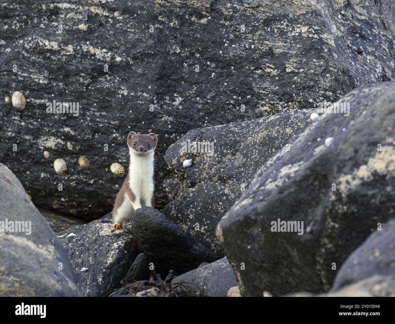 A stoat on the hunt along the Norwegian coast Stock Photo - Alamy