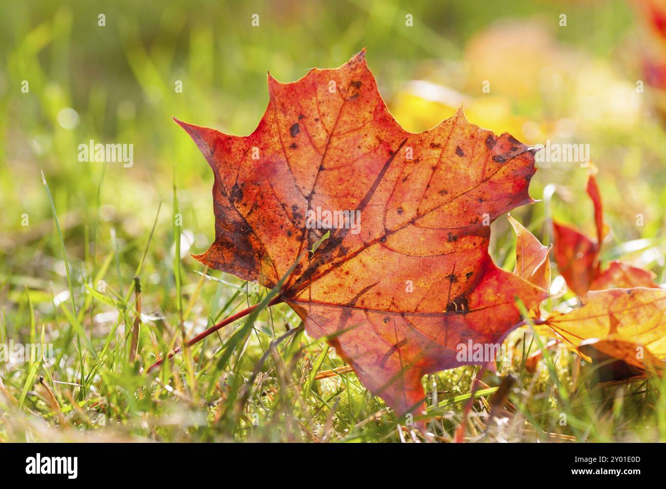 Single red-coloured maple leaf in a meadow in the sunlight. Symbolic ...