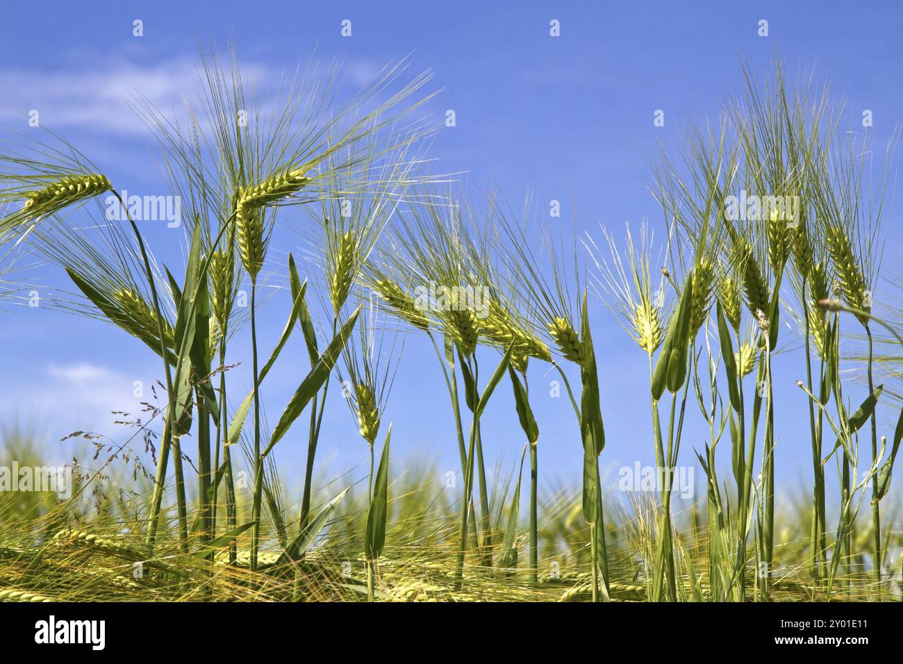 Cultivation soil sowing cereals hi-res stock photography and images - Alamy