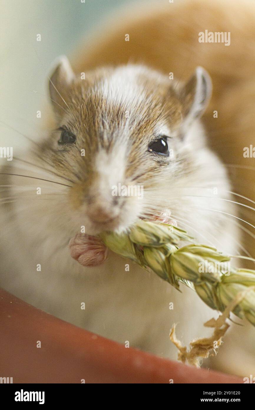 Mongolian gerbil (Meriones), gerbil, gerbil rat Stock Photo - Alamy