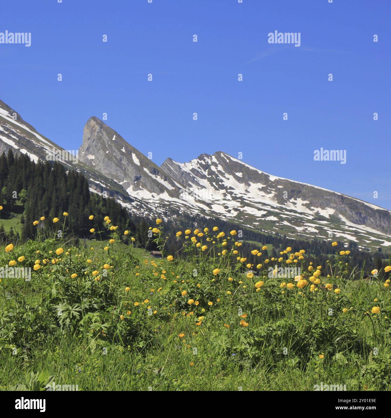 Spring scene in the Swiss Alps Stock Photo - Alamy