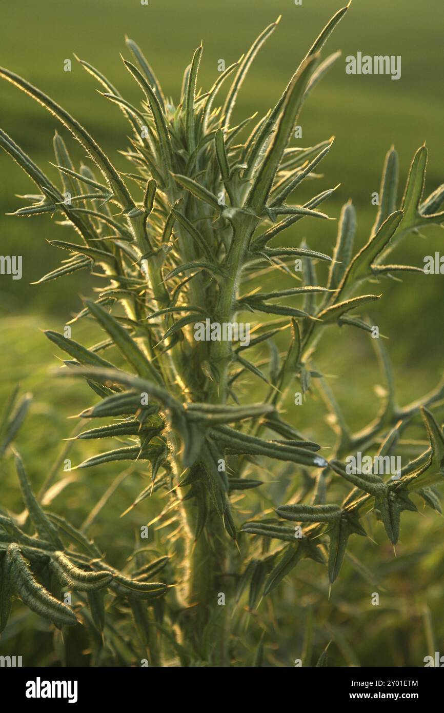Large thistle against the light Stock Photo - Alamy