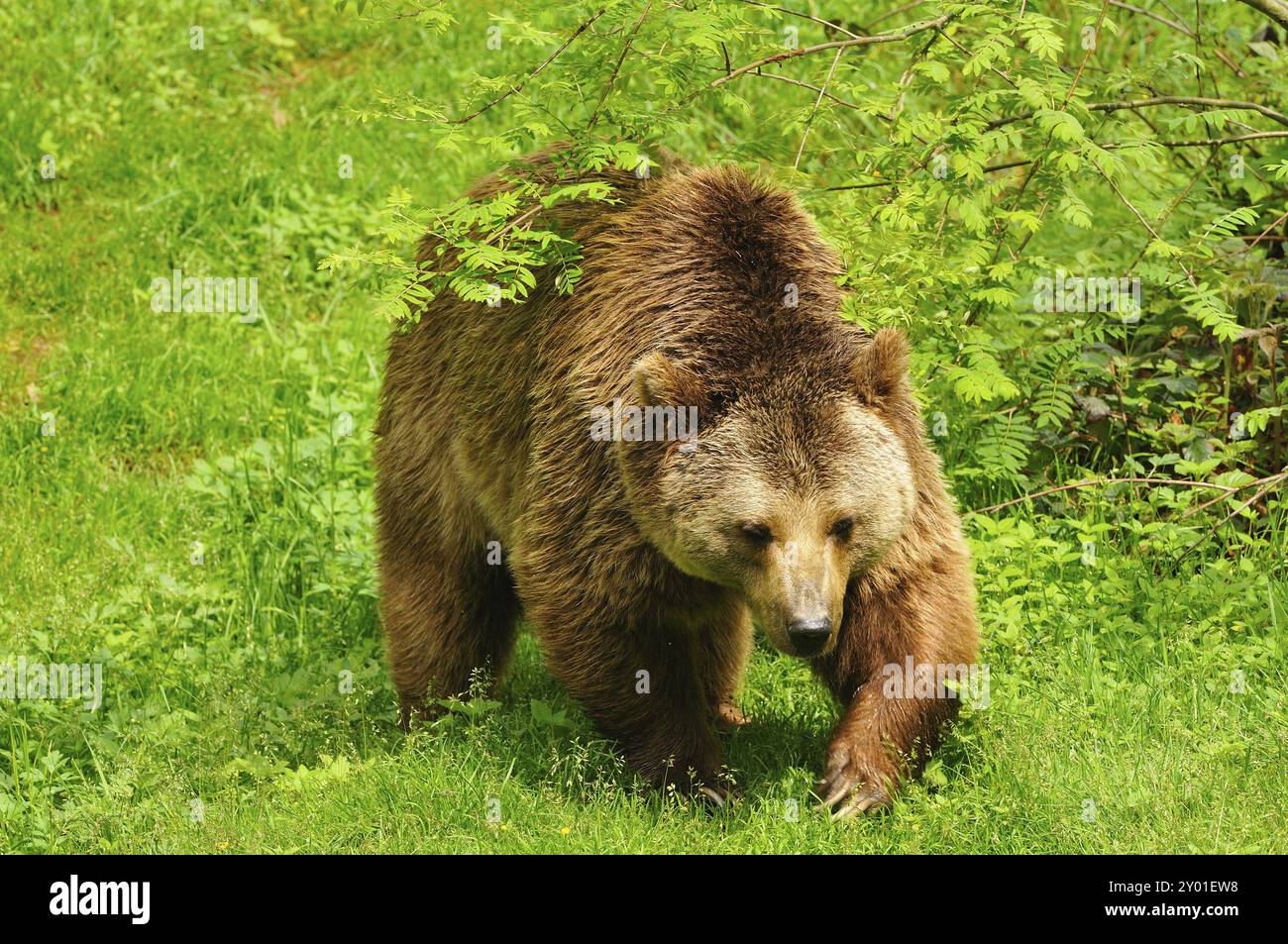 Brown Bear explores its environment Stock Photo - Alamy