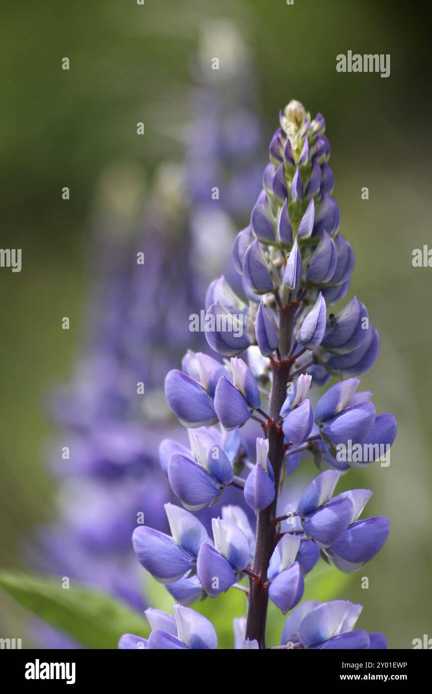 Papilionaceae lupine lupinus hi-res stock photography and images - Alamy